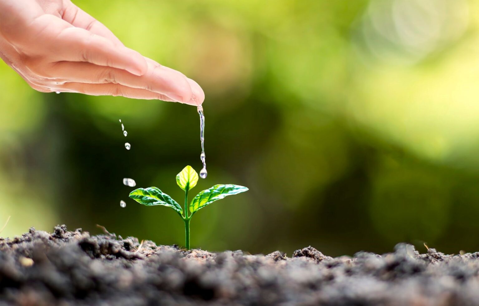 ¿cómo Cuidar Una Planta De Interior 10 Consejos Esenciales Ideas En El Hogar